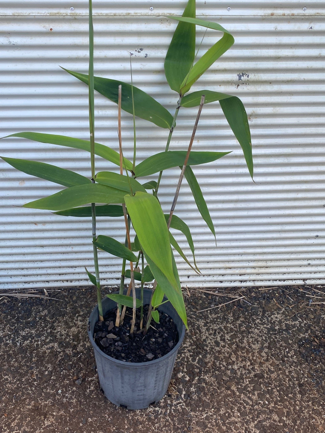 Grasses: Tiger Grass (Thysanolaena maxima) — ByronBayBamboo