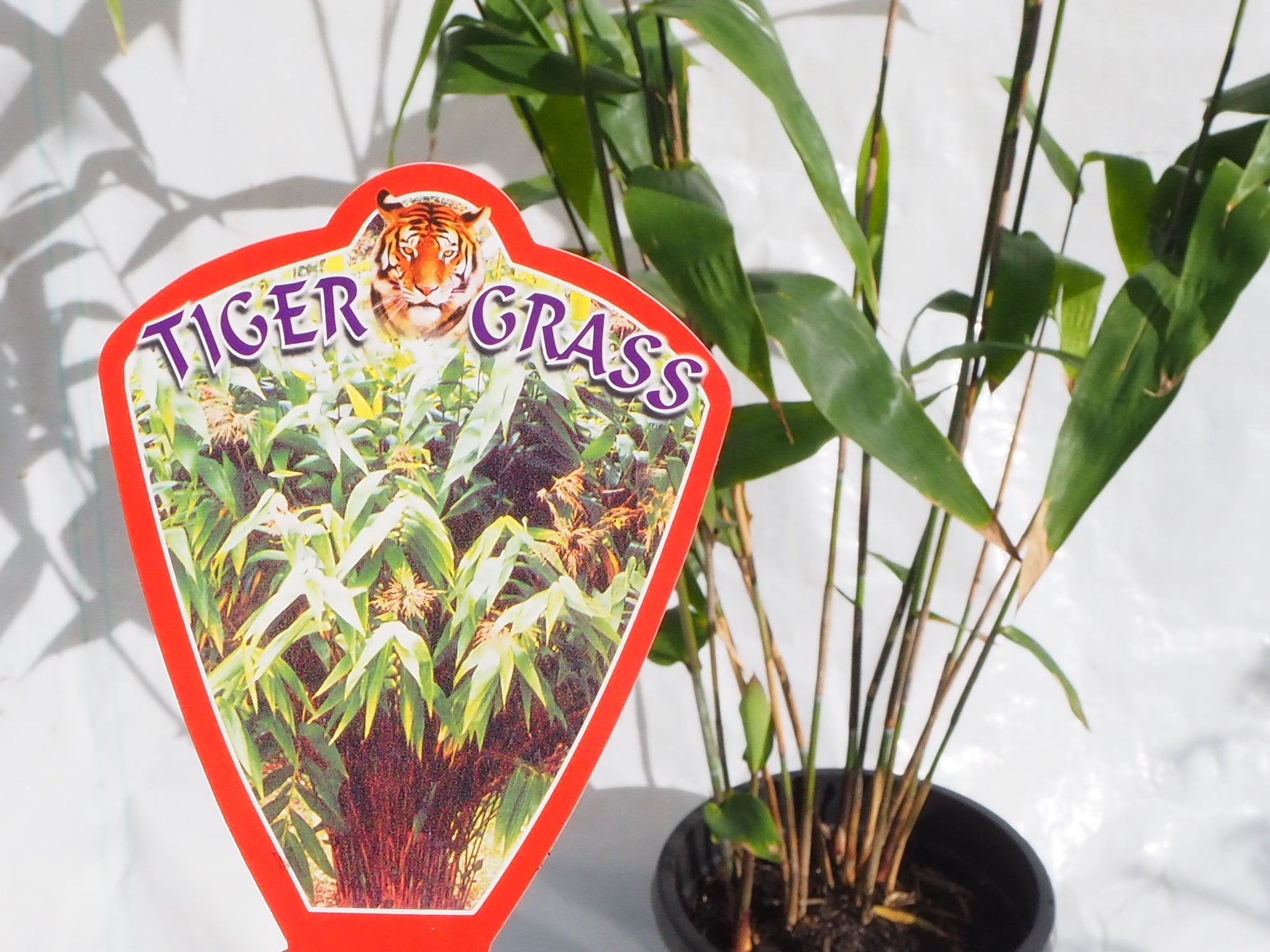 Grasses: Tiger Grass (Thysanolaena maxima) — ByronBayBamboo