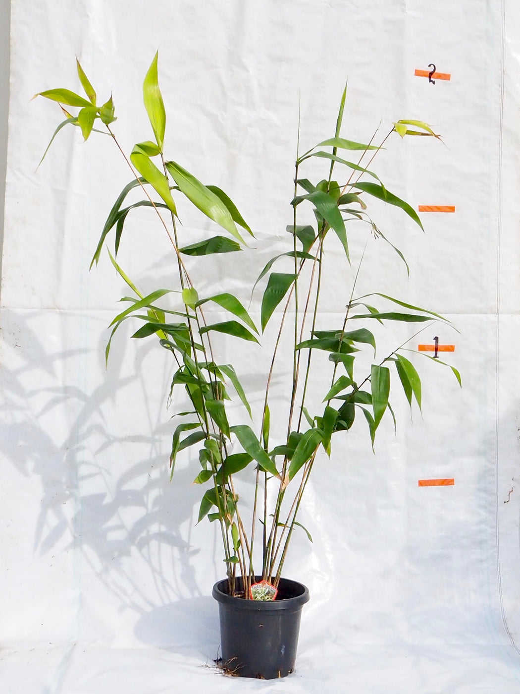 Grasses: Tiger Grass (Thysanolaena maxima) — ByronBayBamboo