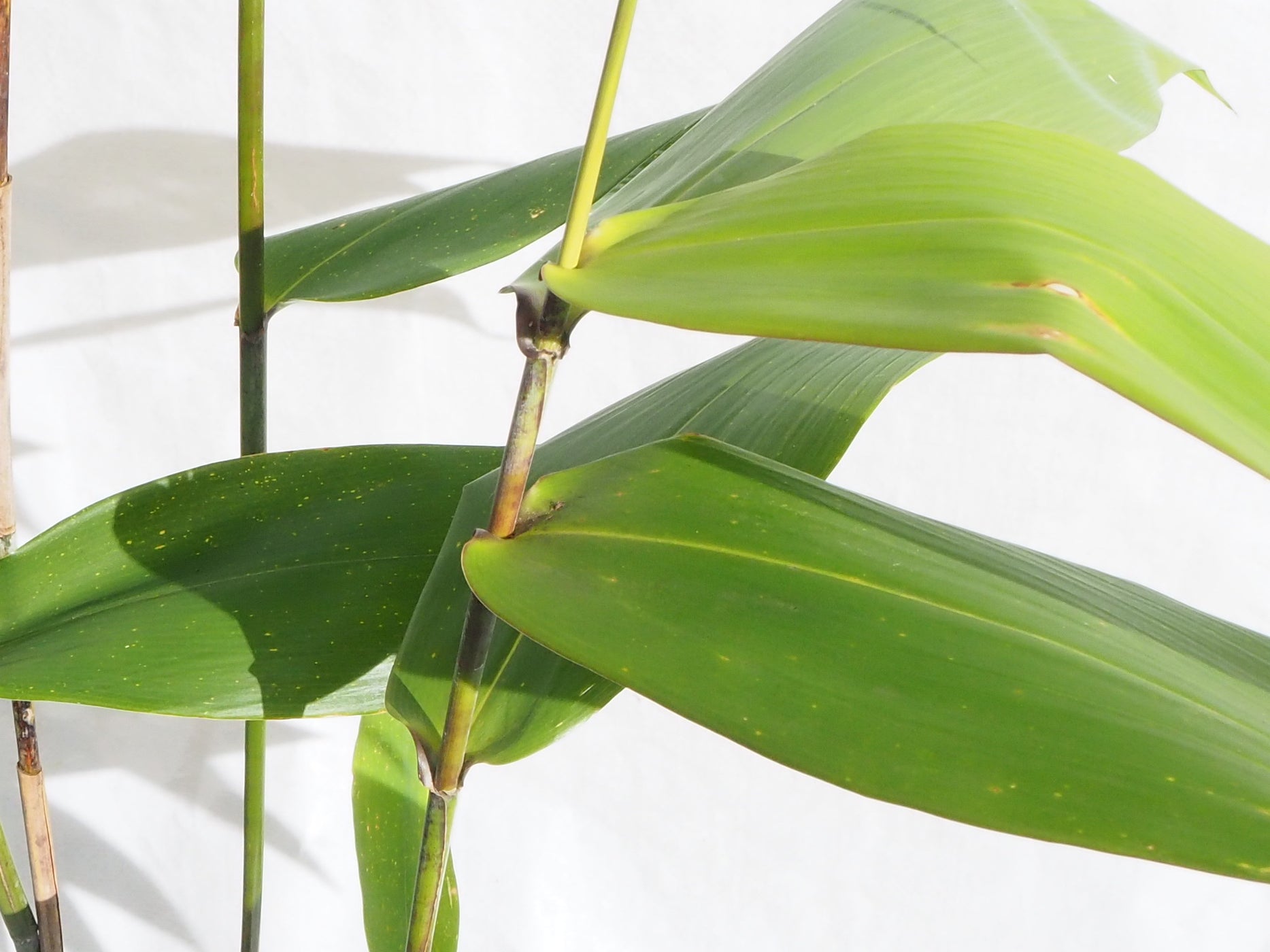 Grasses: Tiger Grass (Thysanolaena maxima) — ByronBayBamboo