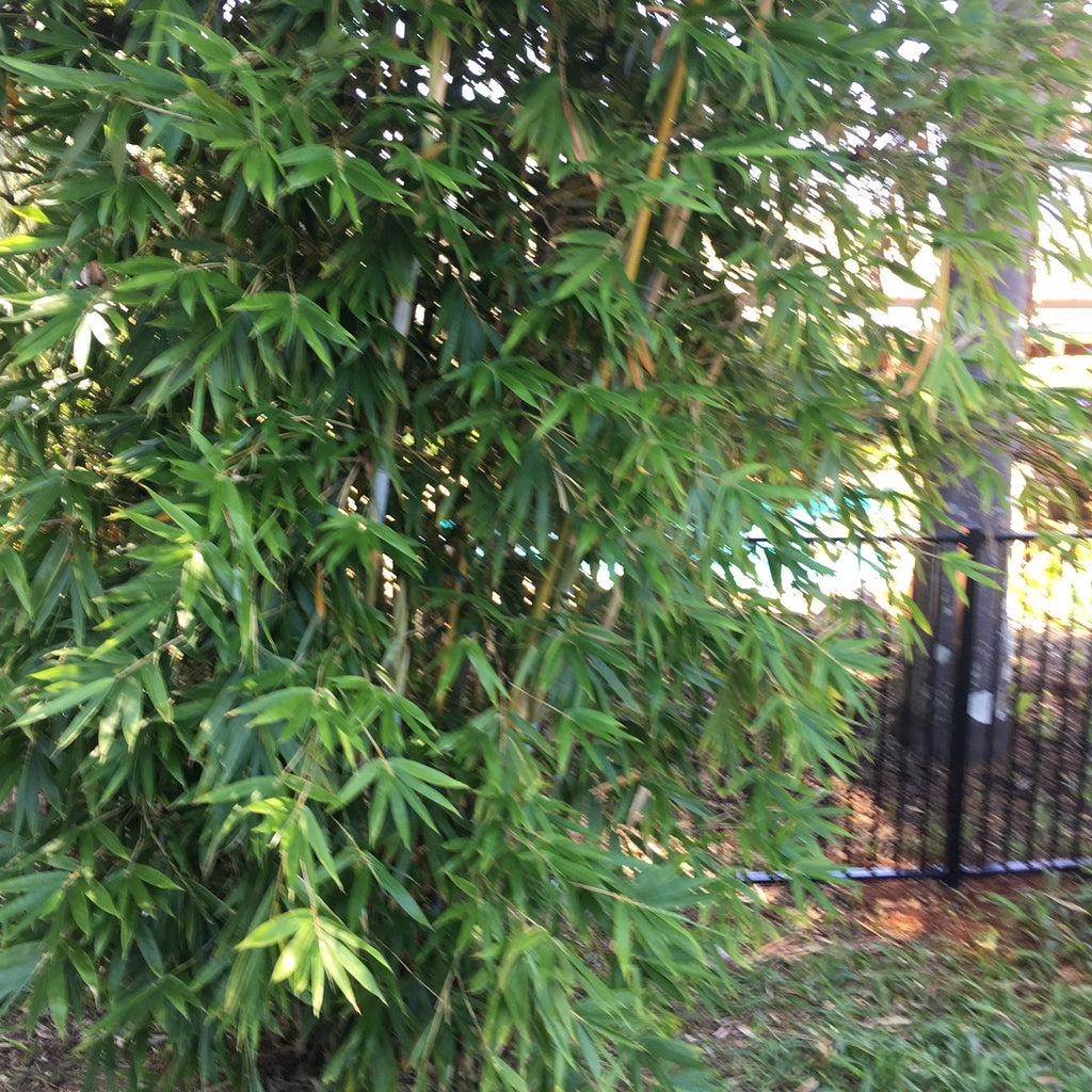 Bamboo for Pots & Troughs — ByronBayBamboo