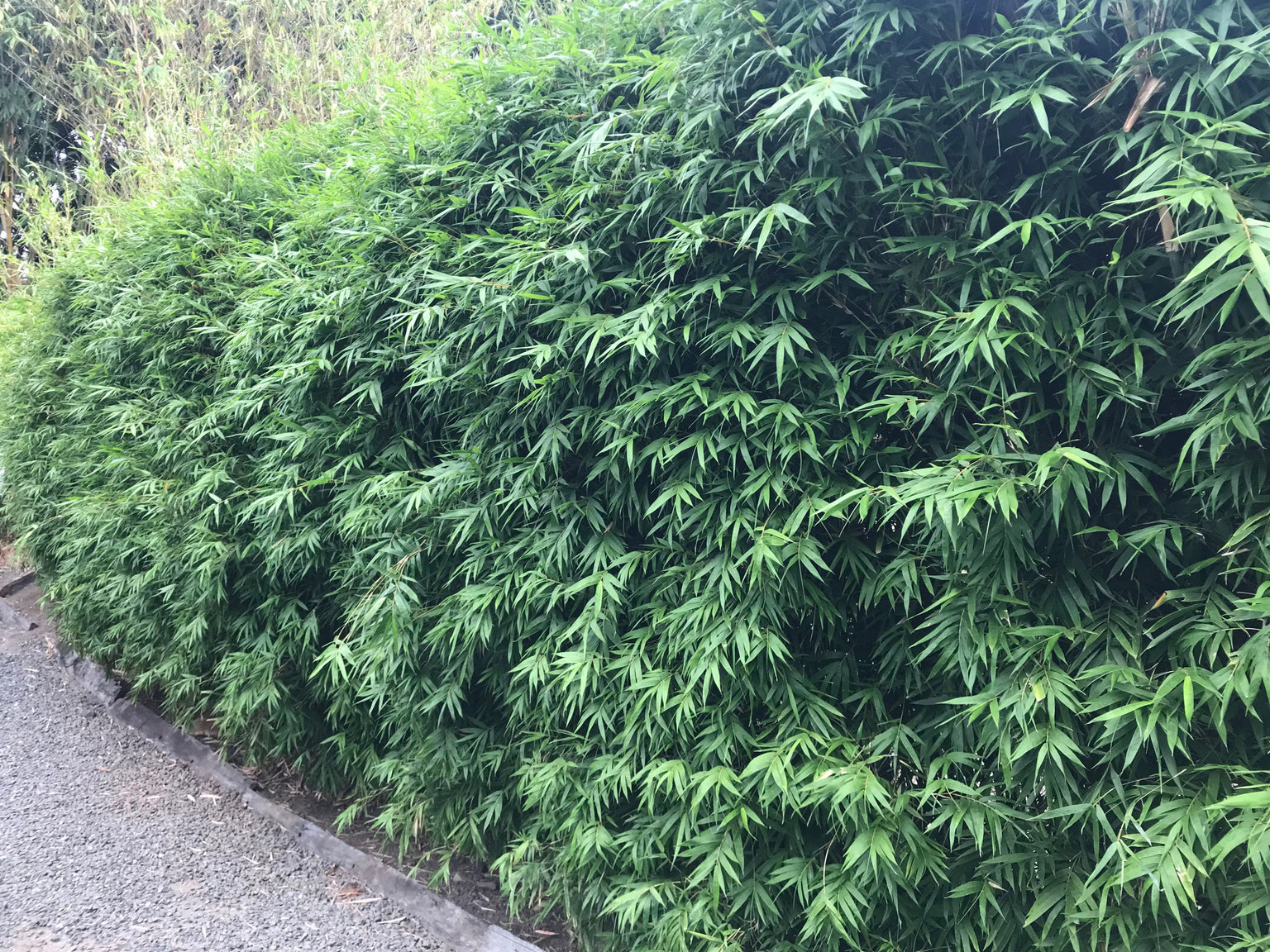Clumping Bamboo — ByronBayBamboo