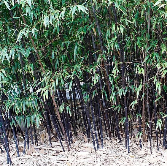 Clumping Bamboo — ByronBayBamboo