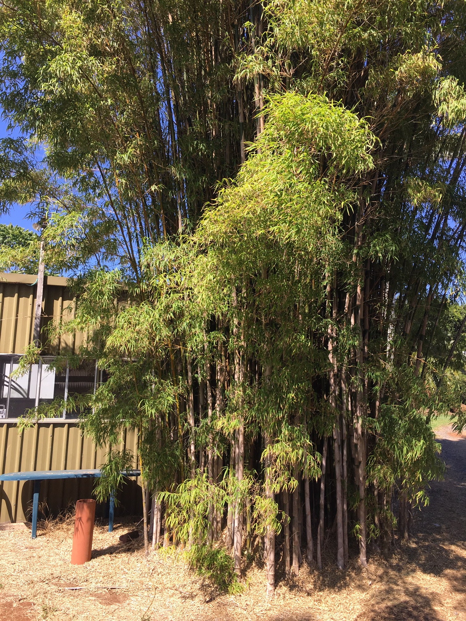 Monastery Ornamental Bamboo (Thyrostachys Siamensis) — ByronBayBamboo