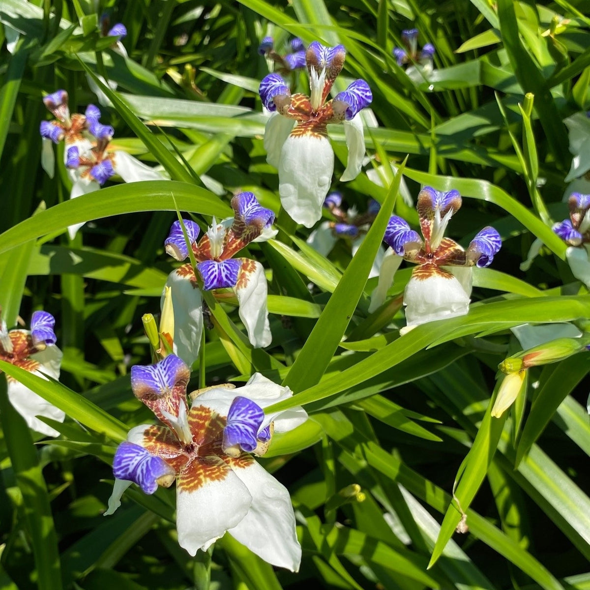Walking Iris - Neomarica gracilis - Tropical foliage — ByronBayBamboo