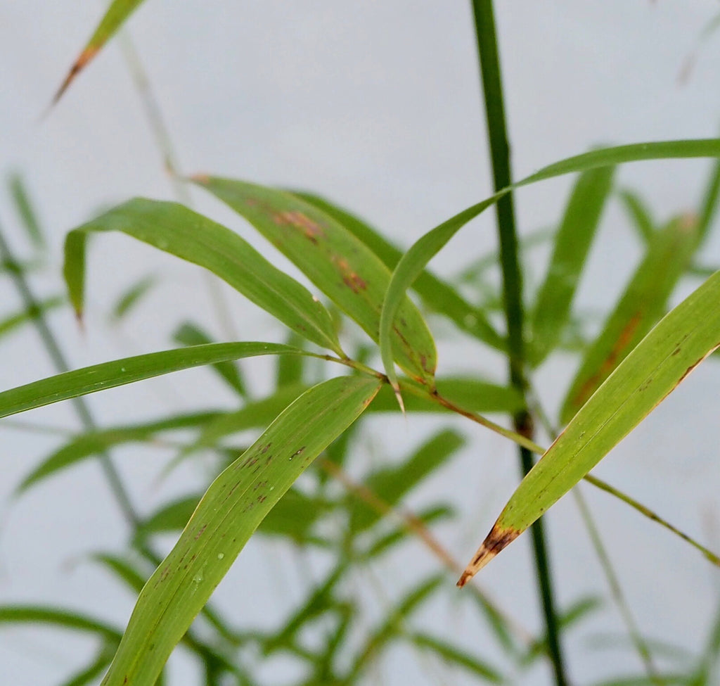 Clumping Bamboo — ByronBayBamboo