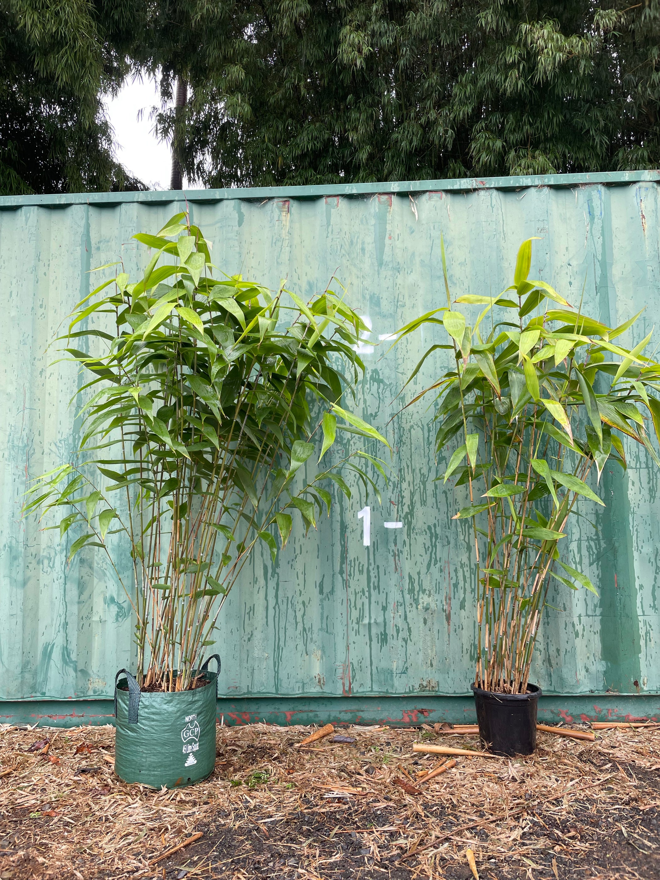 Grasses: Tiger Grass (Thysanolaena maxima) — ByronBayBamboo