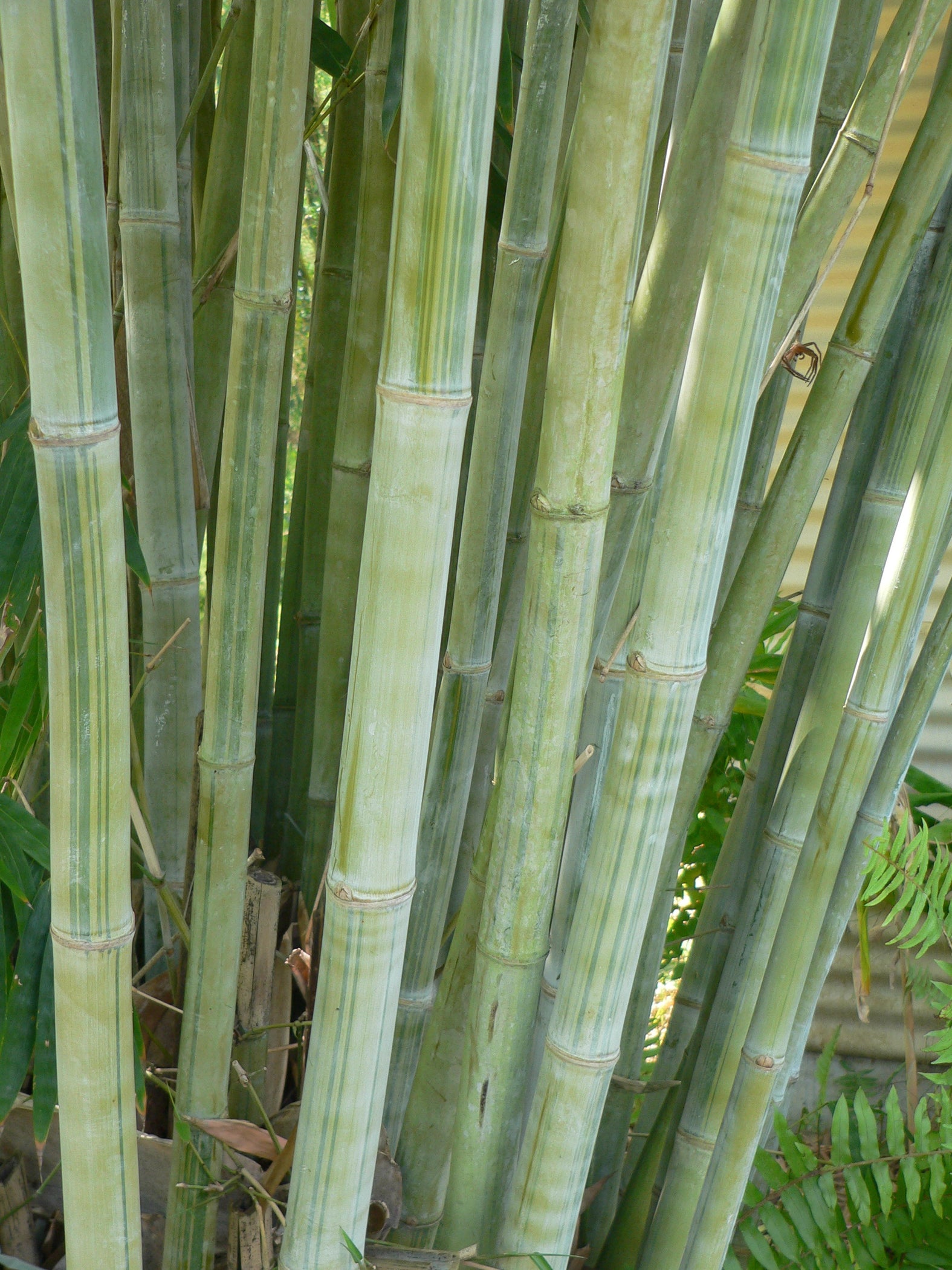 Bamboo Pole cut green — ByronBayBamboo